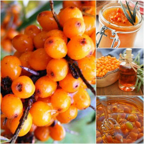 Cătina beneficii și mod corect de folosire. Face minuni