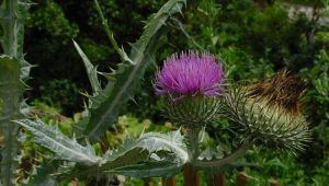 Banalul ciulin, cel mai bun medicamet natural pentru bolile de ficat ...