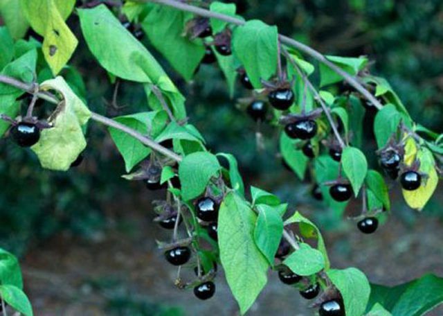 Cele mai otrăvitoare 10 plante. ”Fiul meu a fost omorât de această ...