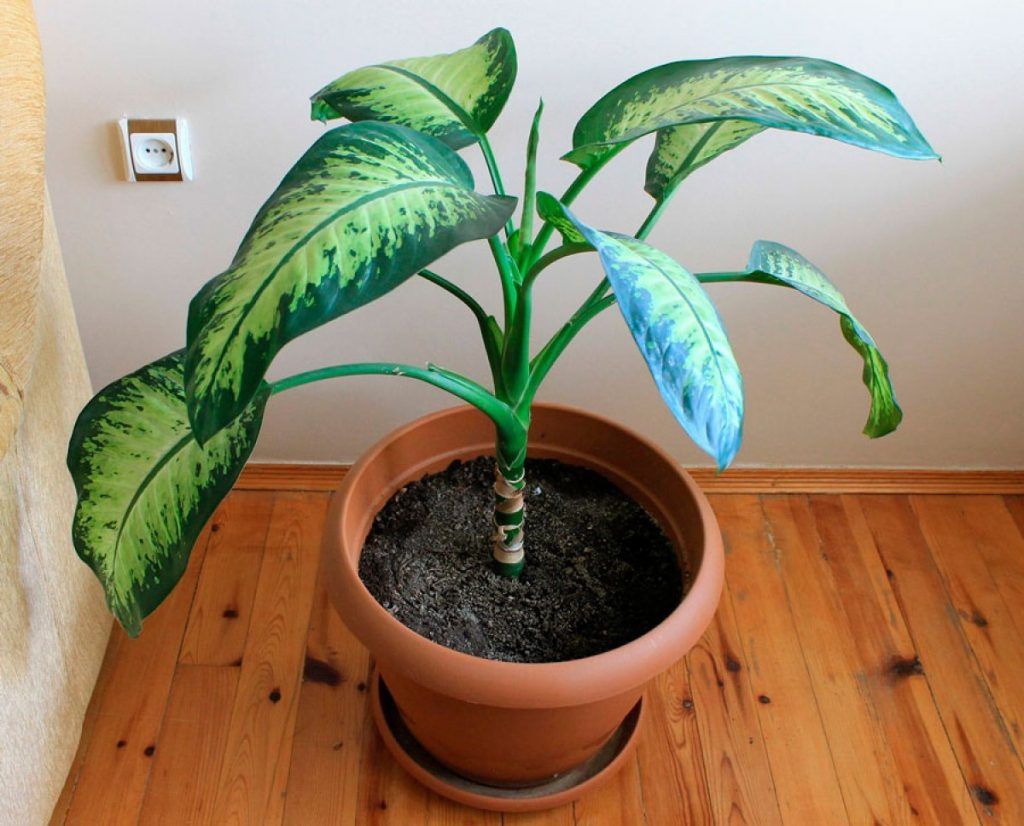 Cele mai periculoase plante. ”Copilul meu a murit din cauza acestei ...