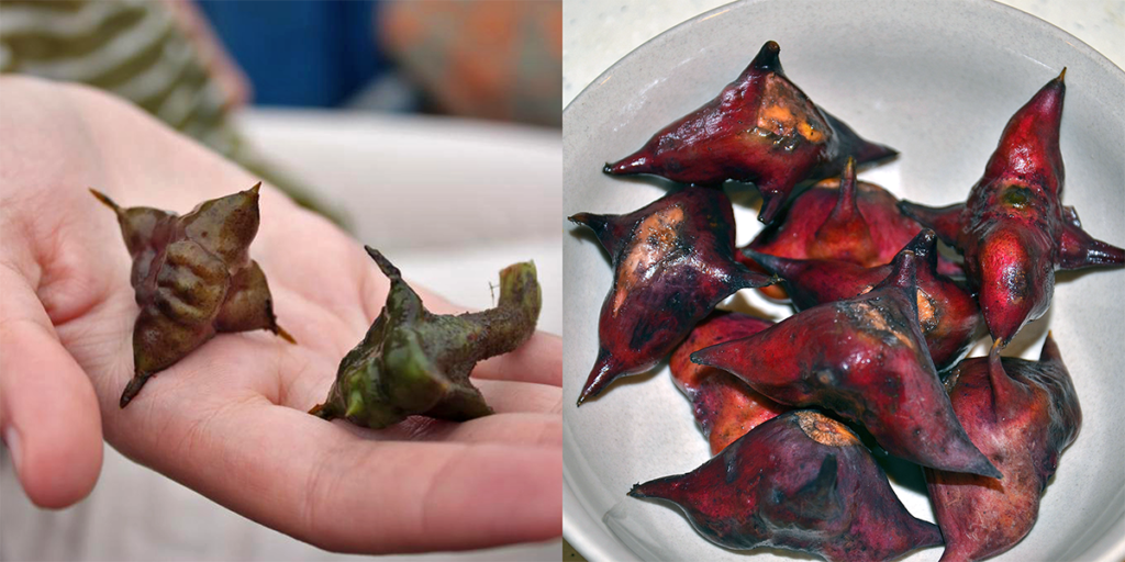 Proprietățile vindecătoare ale ciulinului de baltă, delicatesa uitată a ...