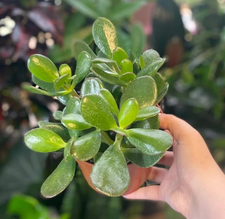 Planta banilor aduce abundență financiară în orice casă