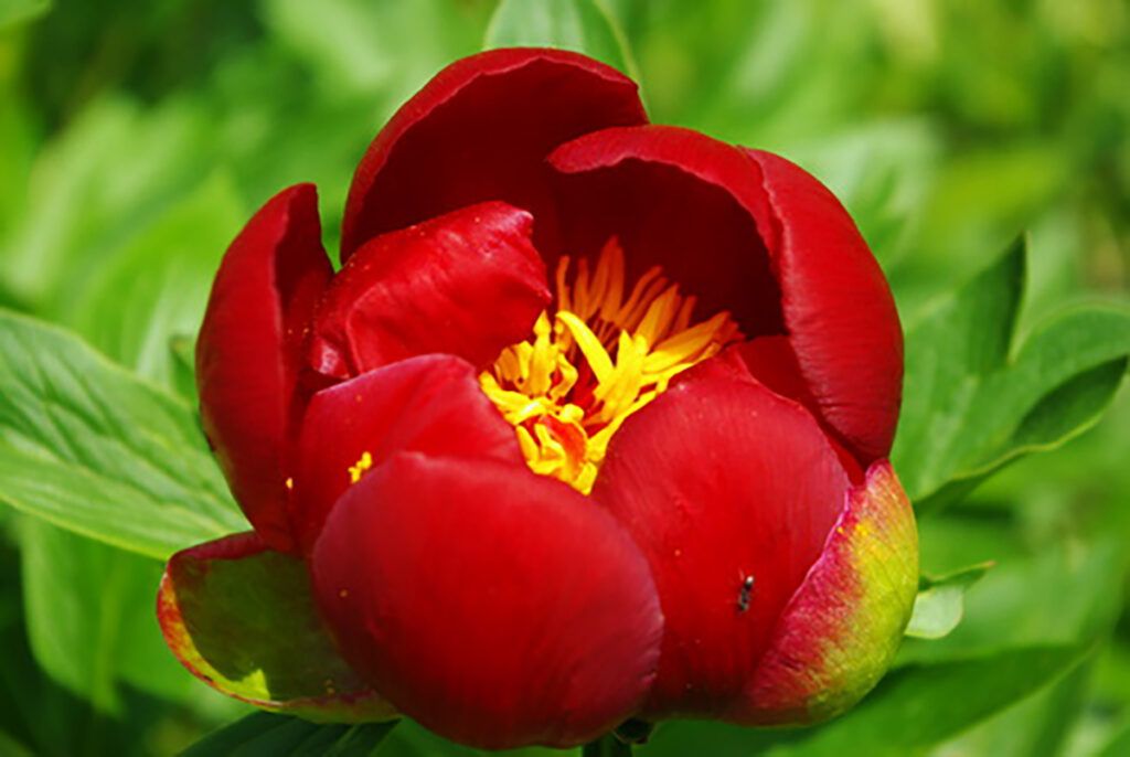 15 mai. Ziua Națională a Bujorului Românesc. Este floare națională a ...