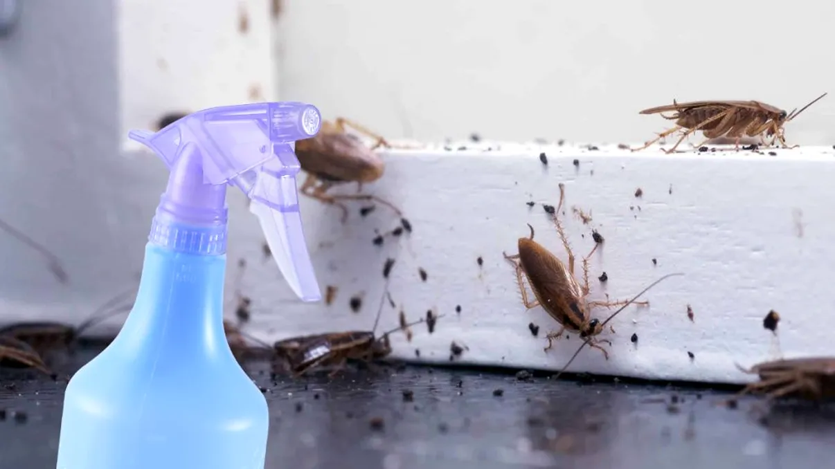 Cum să scapi definitiv de gândaci folosind soluții naturale