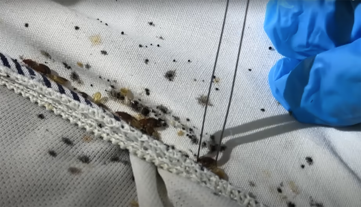 Cum să identifici și să elimini ploșnițele de pat. Semne, pericole și ...