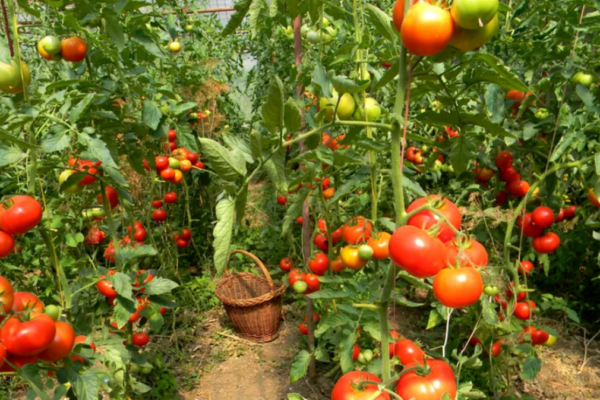 Secretul grădinarilor bătrâni: ingredientele banale care salvează ...