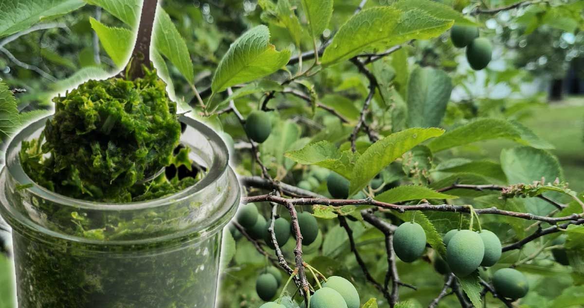 Secretul natural uitat: îți vindecă pielea și curăță ficatul